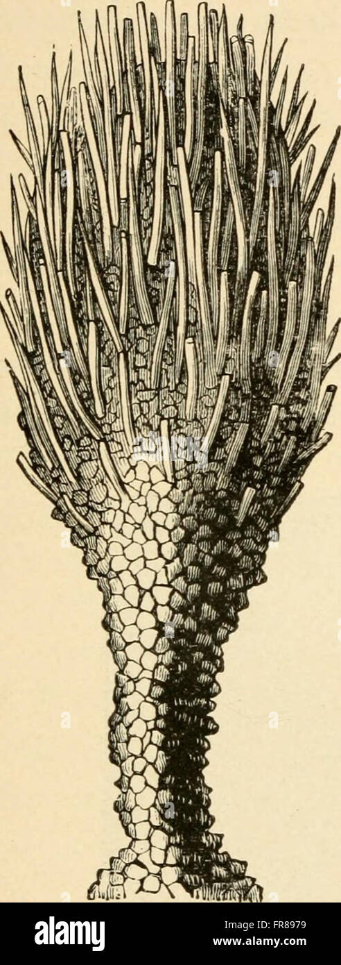 Ernst Haeckel's *The Evolution of Man* (1897) explores human ontogeny ...