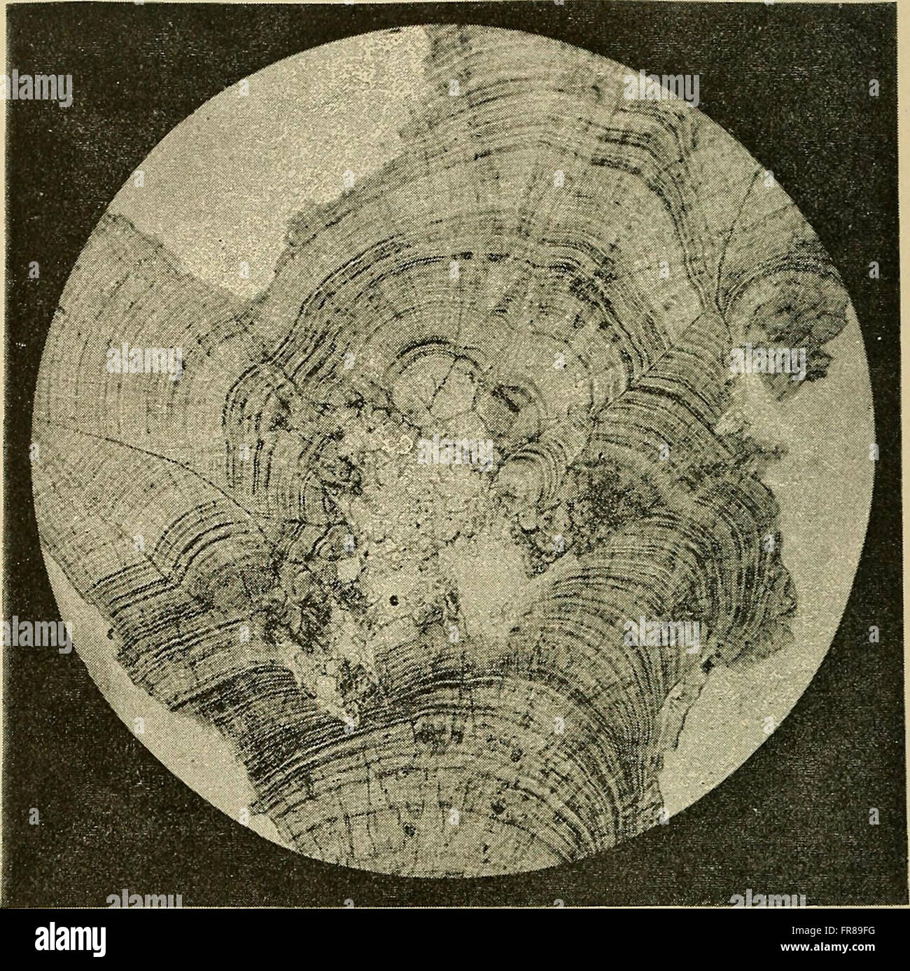 *A System of Genito-Urinary Diseases* (1893) is a medical text ...