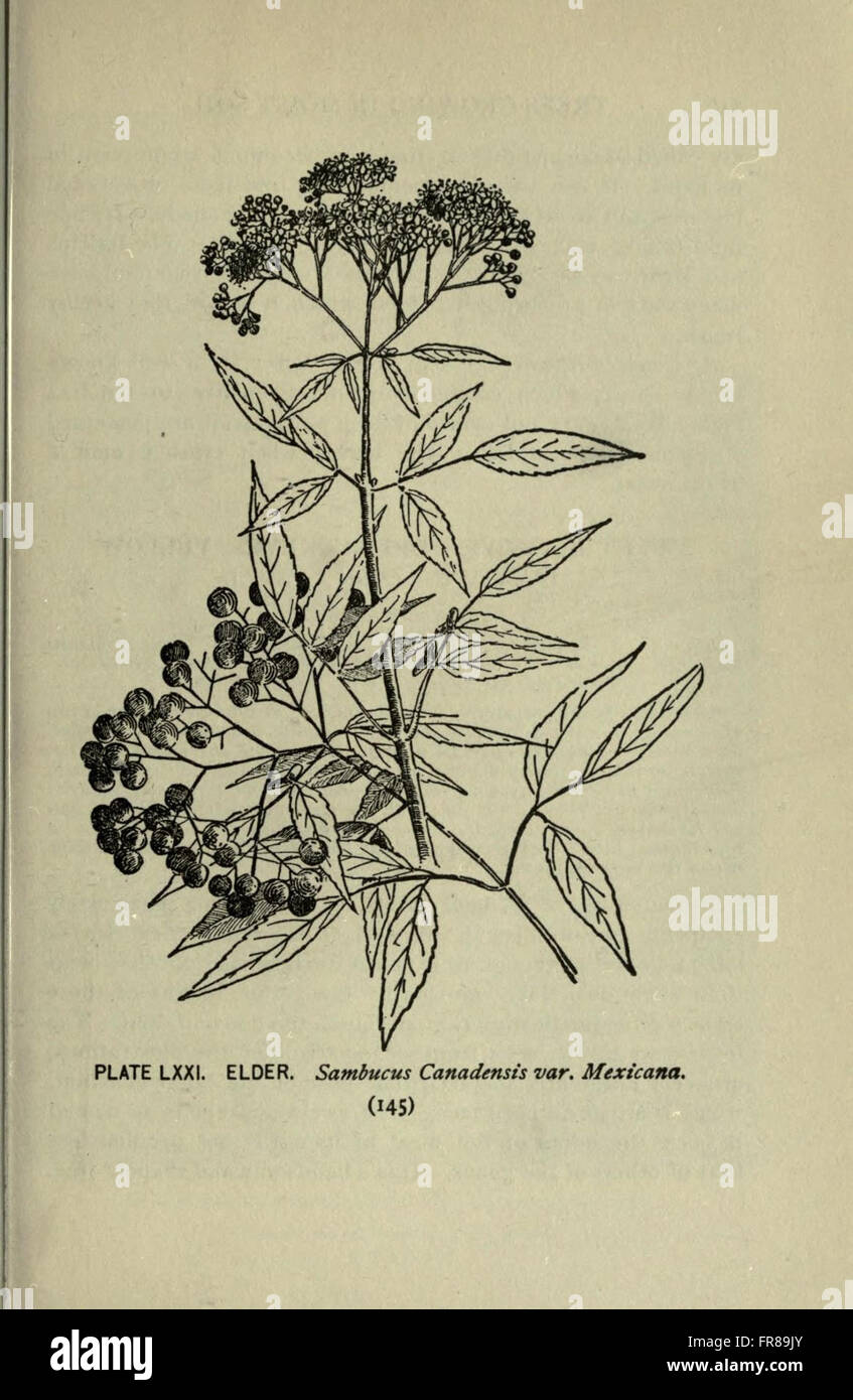 This tree guide provides identification details and characteristics of ...