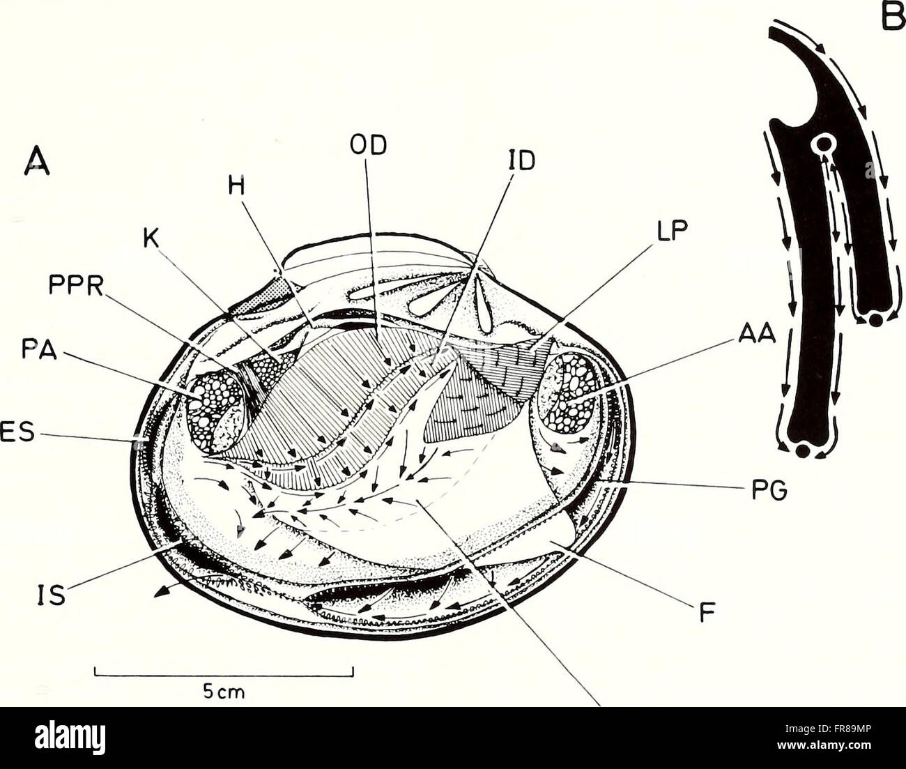 The *American Malacological Bulletin* (1988) publishes research on ...