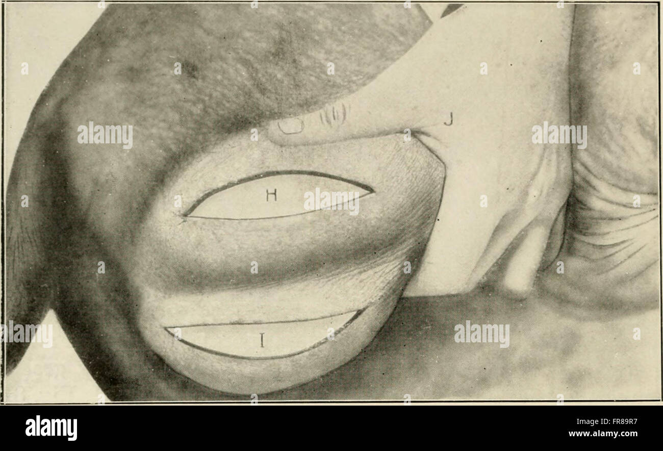 This 1914 book provides a detailed guide to animal castration ...