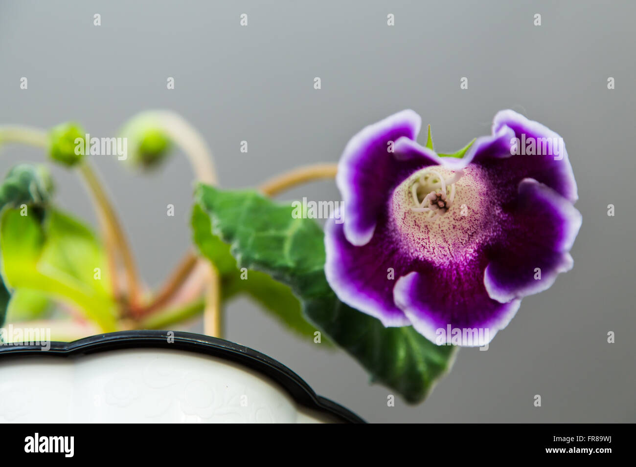 Velvet gloxinia hi-res stock photography and images - Alamy
