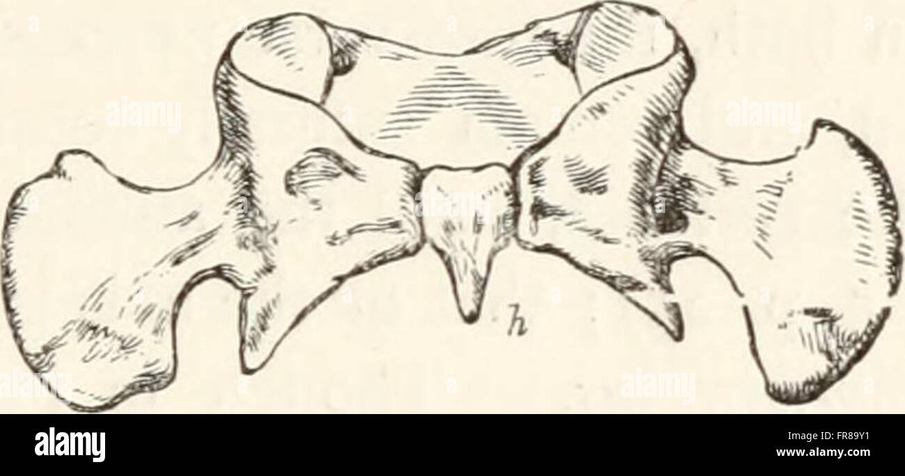 'An Introduction to the Osteology of the Mammalia' (1885) provides ...