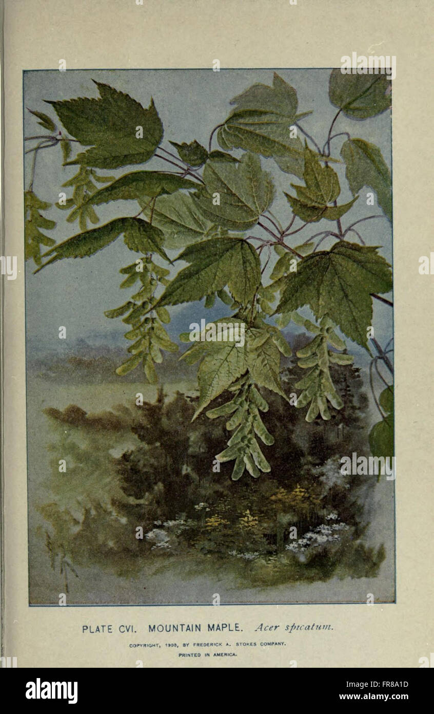 A guide to the trees (Plate CVI Stock Photo - Alamy