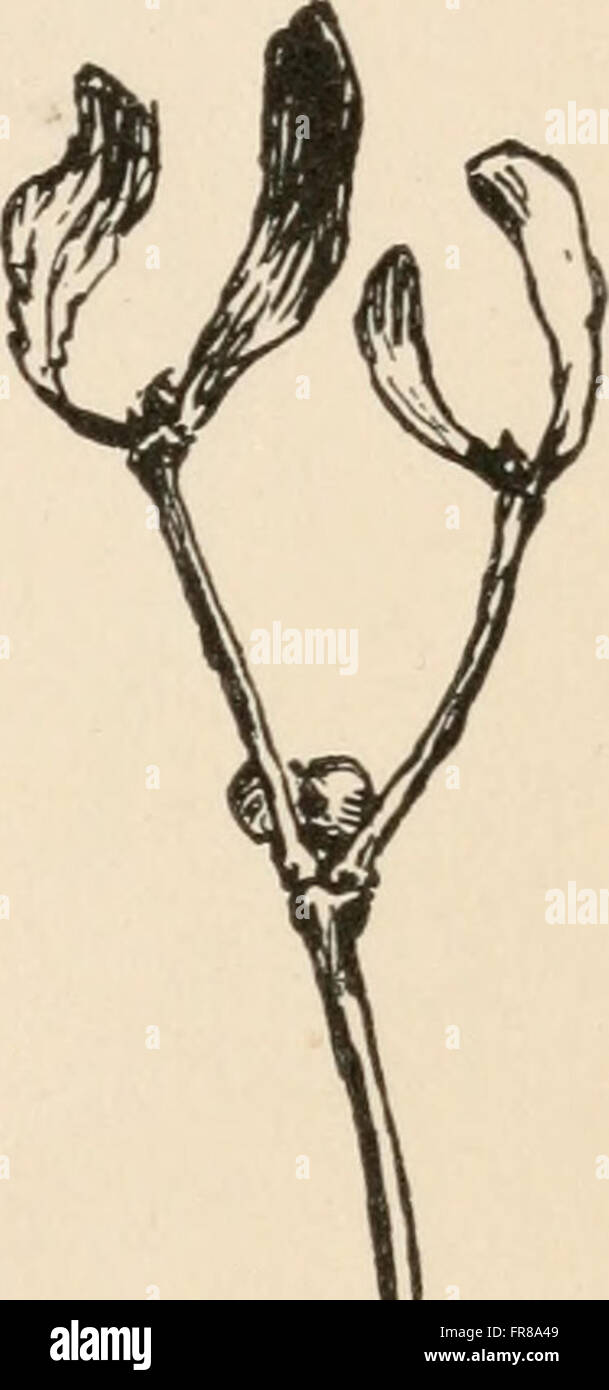 This 1900 edition of Charles Dickens' classic 'A Christmas Carol' tells ...