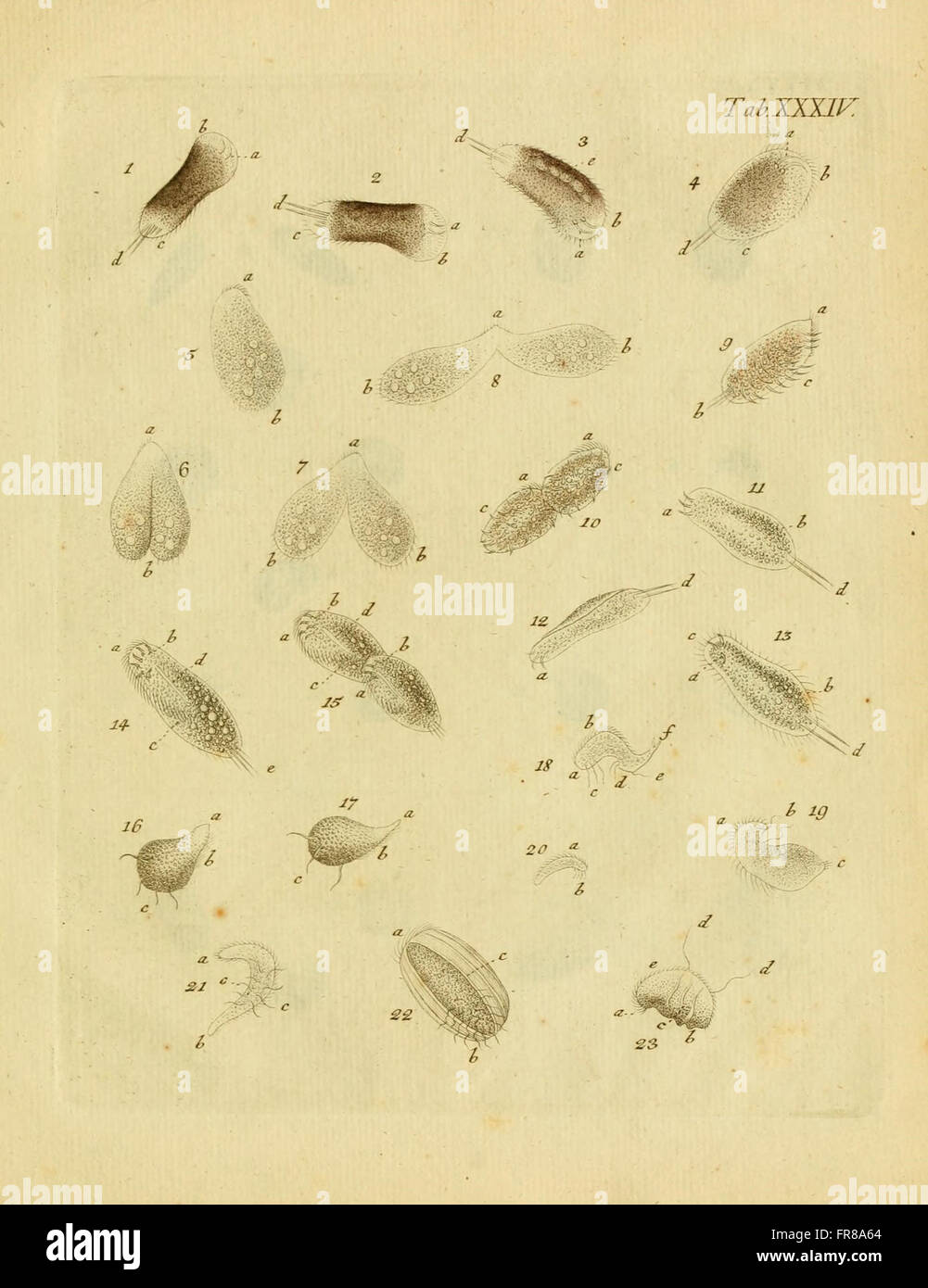 This plate illustrates various species of infusoria, both freshwater ...