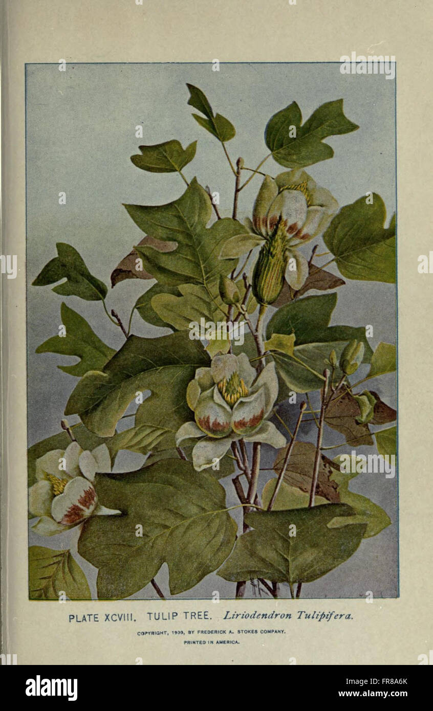 This guide offers detailed information about various tree species ...