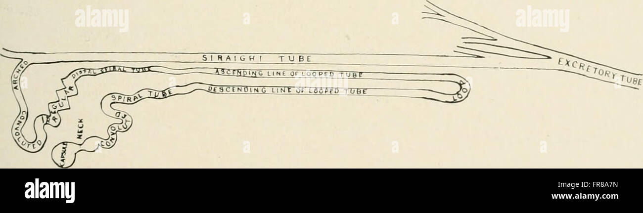 Osteopathy drawing hi-res stock photography and images - Alamy