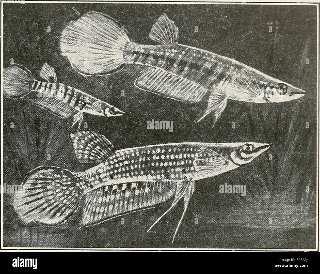 'Aquatic Life' (1920) explores the variety of life forms inhabiting ...