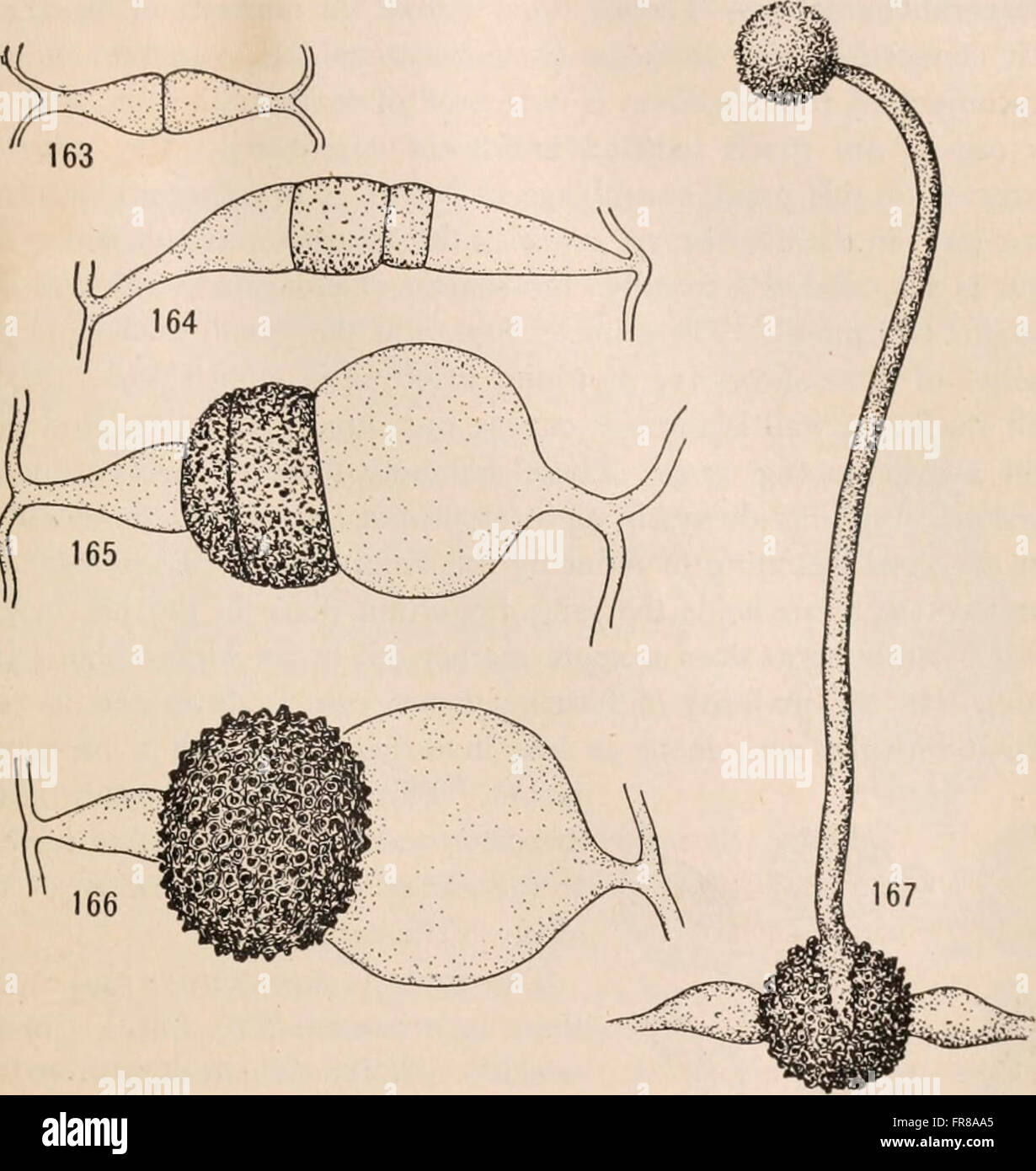 This 1910 botany textbook provides a comprehensive guide to plant ...