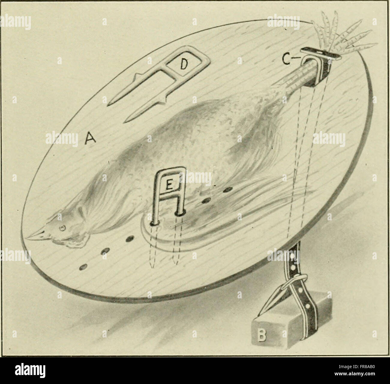 'Animal Castration' (1914) is a practical guide for veterinary students ...