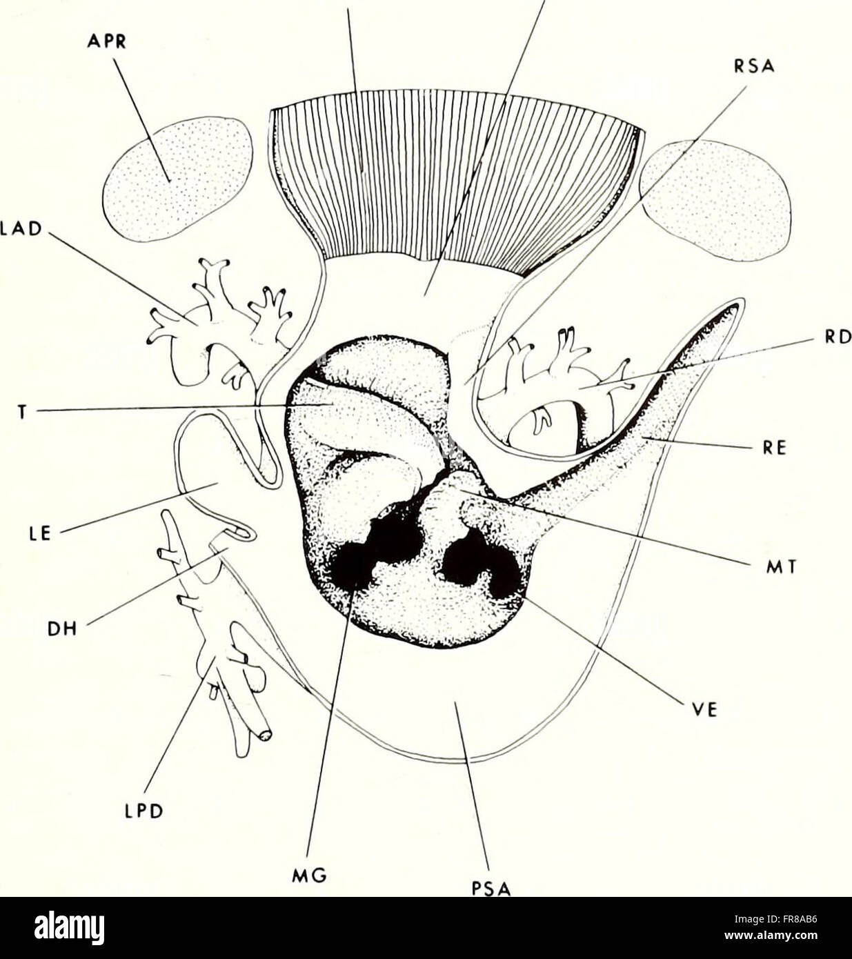 The 'American Malacological Bulletin' (1986) publishes scholarly ...