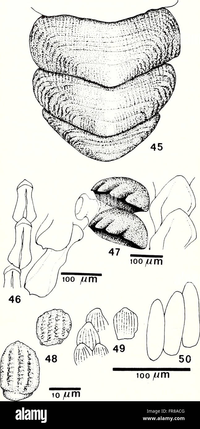 A 1988 issue of the American Malacological Bulletin, focused on mollusk ...