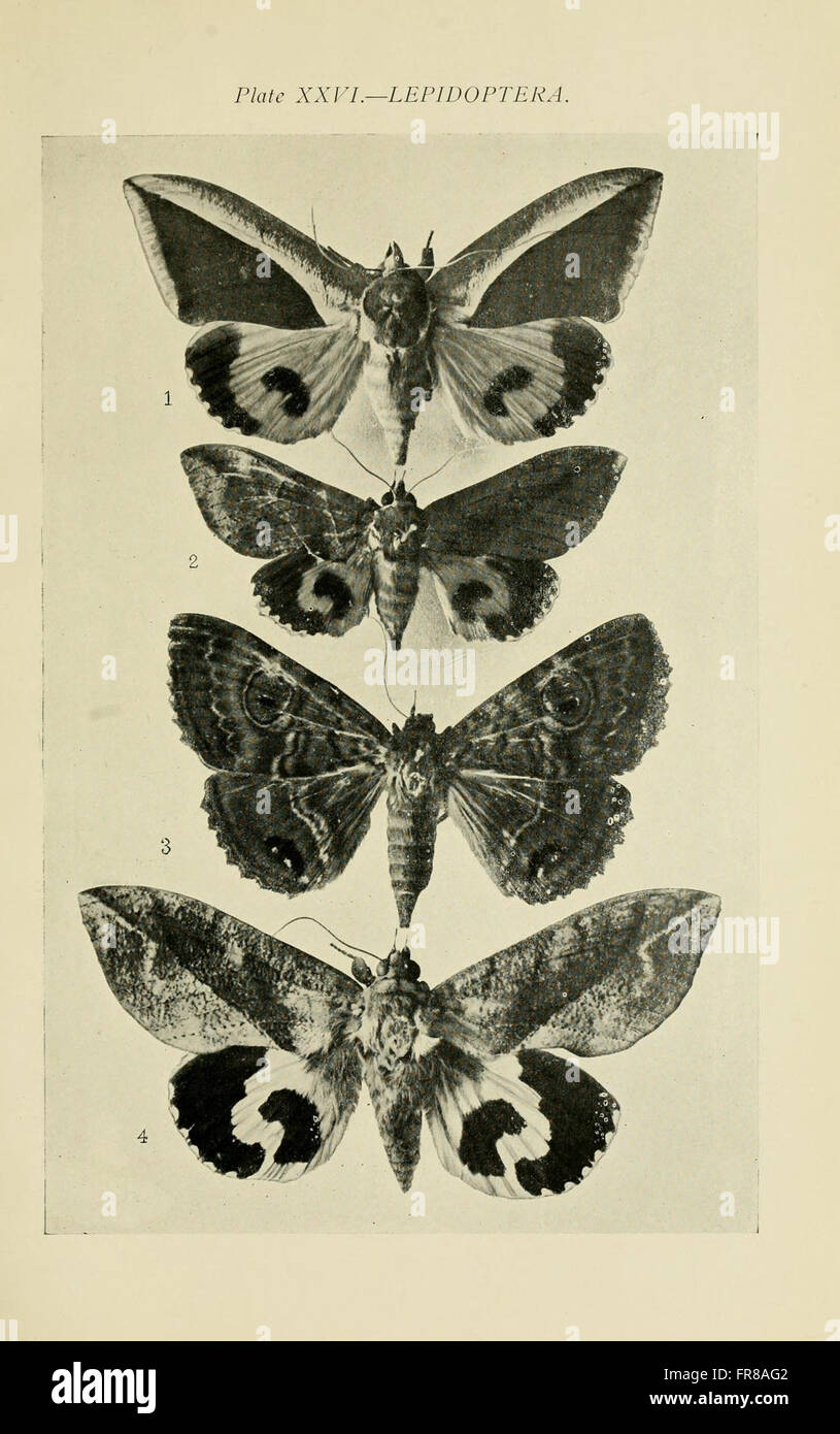 This plate from the study of Australian insects illustrates various ...