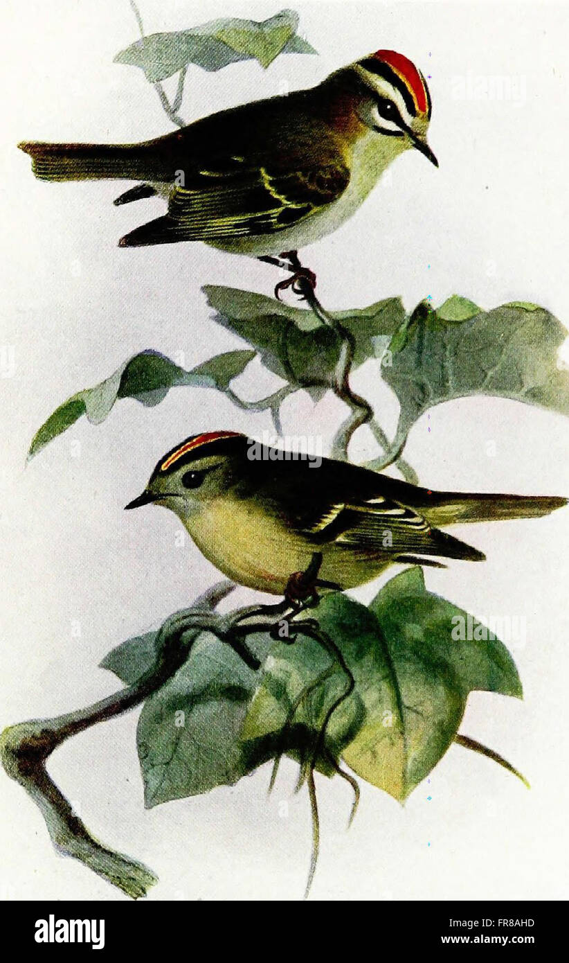 This 1907 work provides detailed illustrations and descriptions of the ...