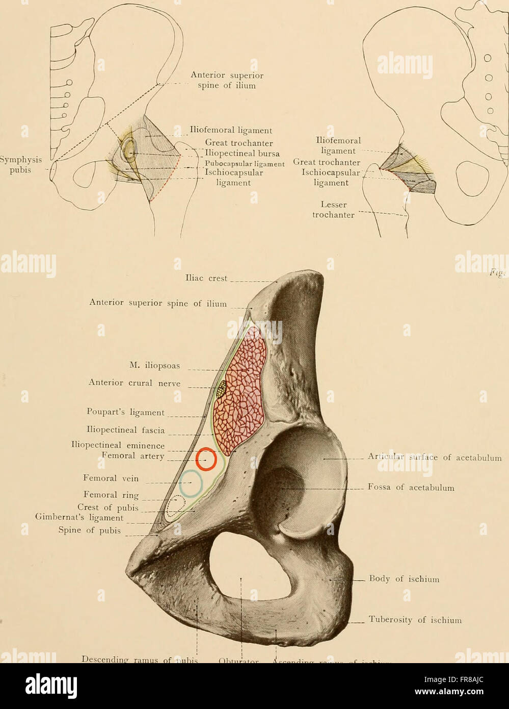 Atlas and text-book of topographic and applied anatomy (1905 Stock ...