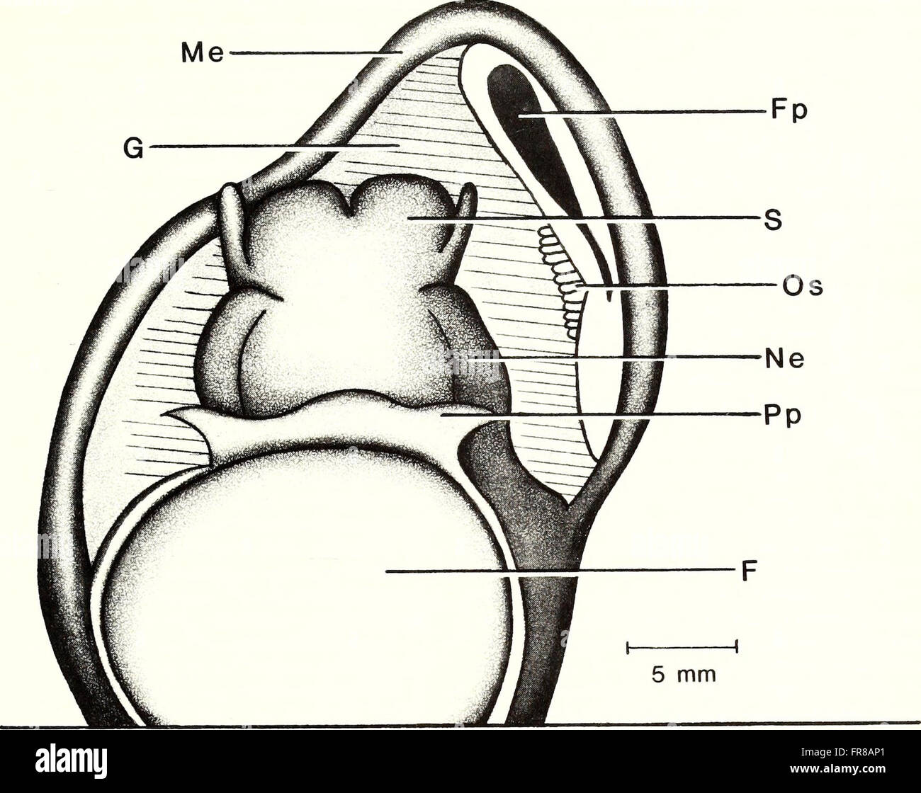 The 'American Malacological Bulletin' (1986) publishes research on ...