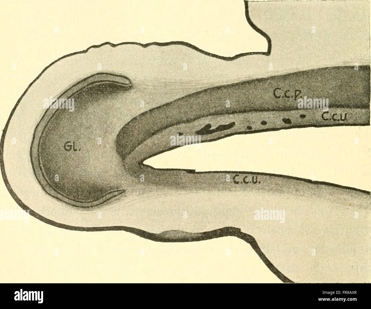 Anatomische Hefte (1906) is a scientific journal focusing on anatomical ...