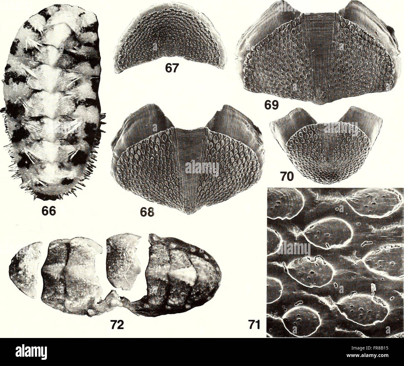 The 1988 *American Malacological Bulletin* presents research on ...