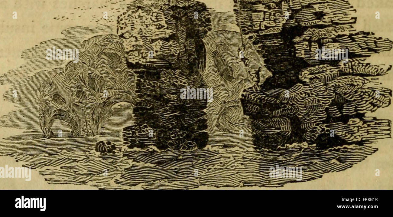 'A History of British Birds' (1809) contains detailed engravings of ...