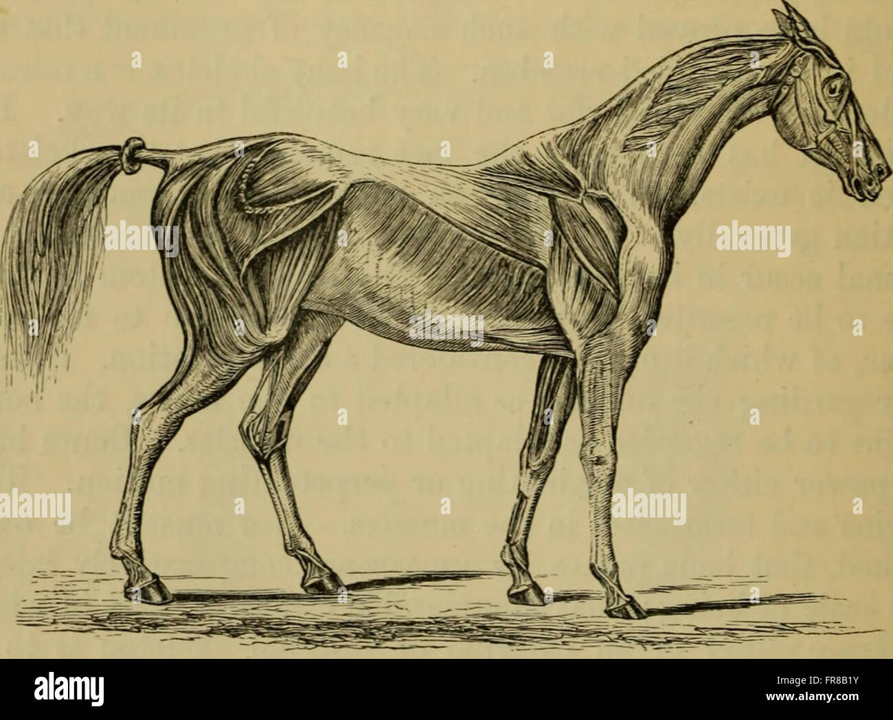 Manuscript pages flying hi-res stock photography and images - Alamy