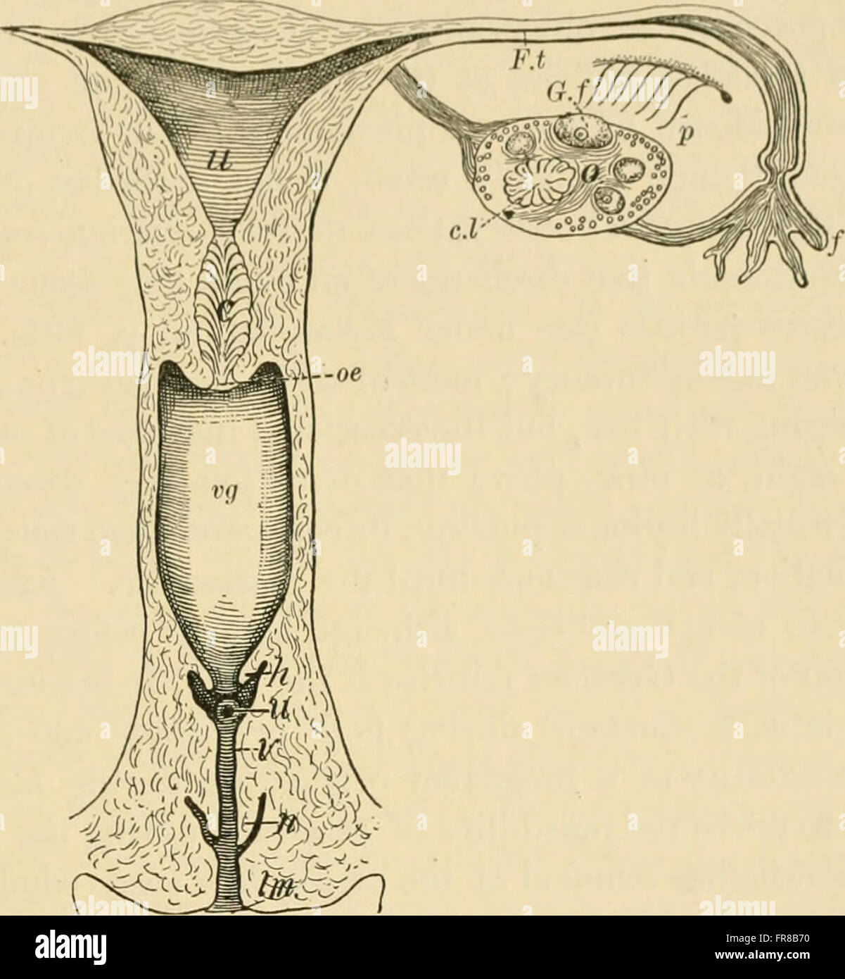 This 1897 textbook of physiology offers an extensive exploration of the ...