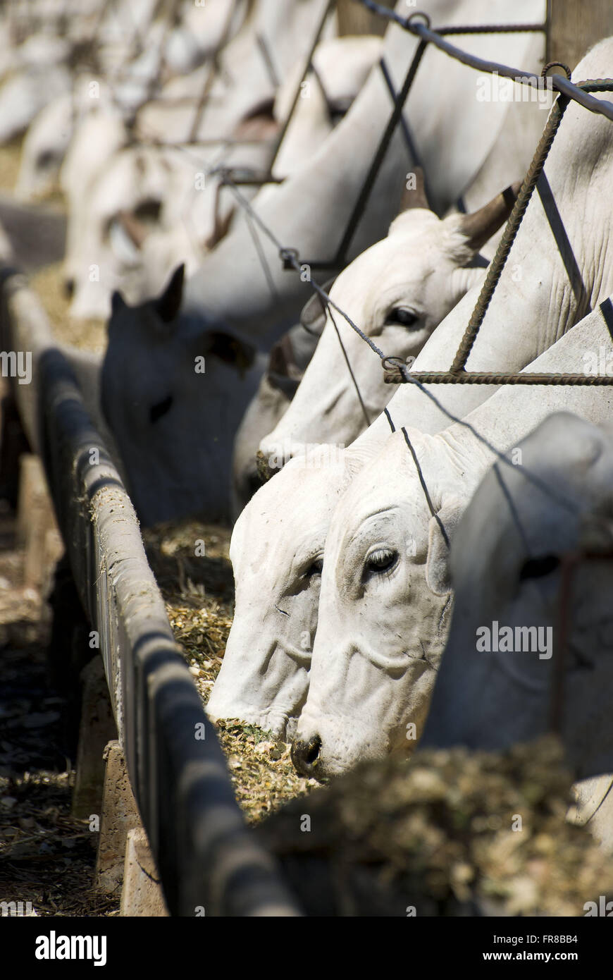 Confined animals hi-res stock photography and images - Alamy