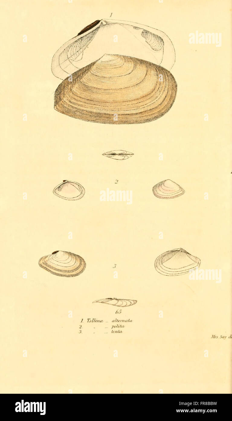 'American Conchology' features detailed illustrations of shells and ...