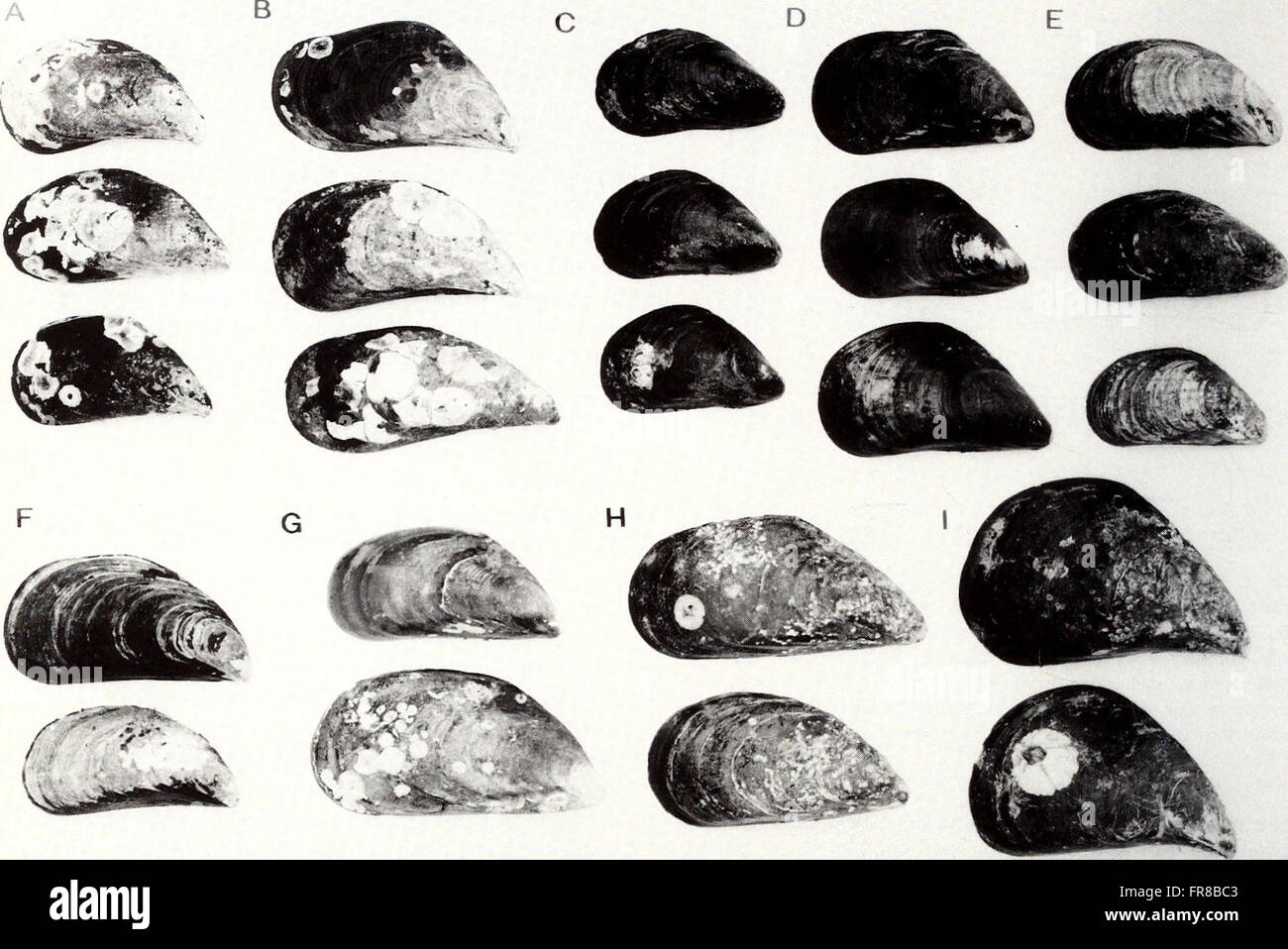 A 1990 issue of the American Malacological Bulletin, focusing on ...