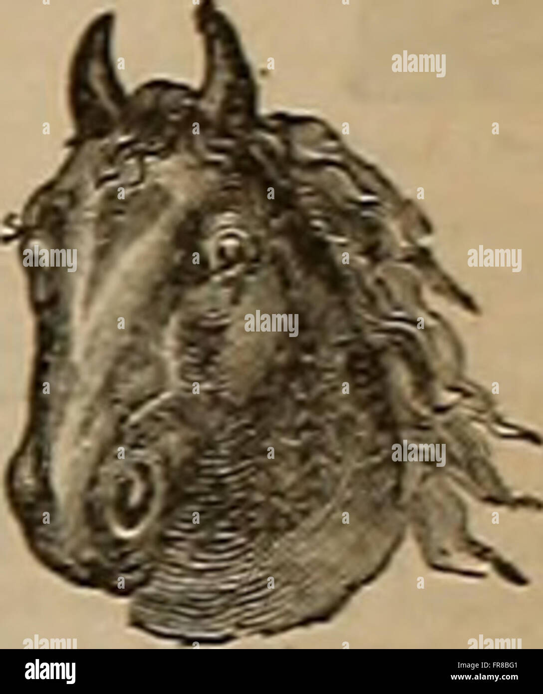 Breeder and sportsman (1887 Stock Photo - Alamy