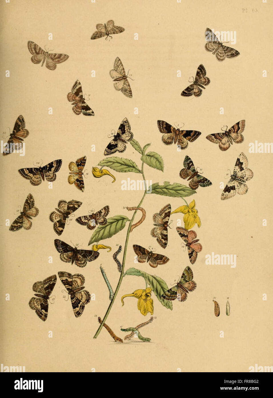 This work explores the biology of British moths, documenting their life ...