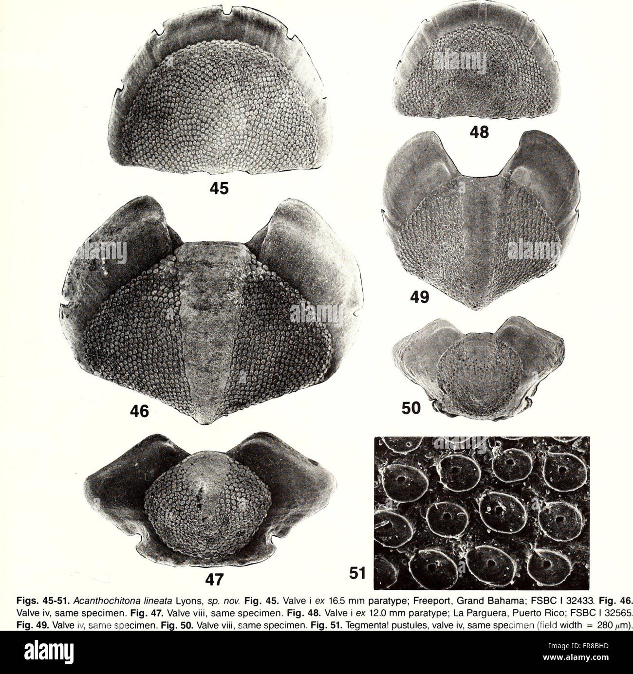 The 1988 American Malacological Bulletin features research on mollusks ...