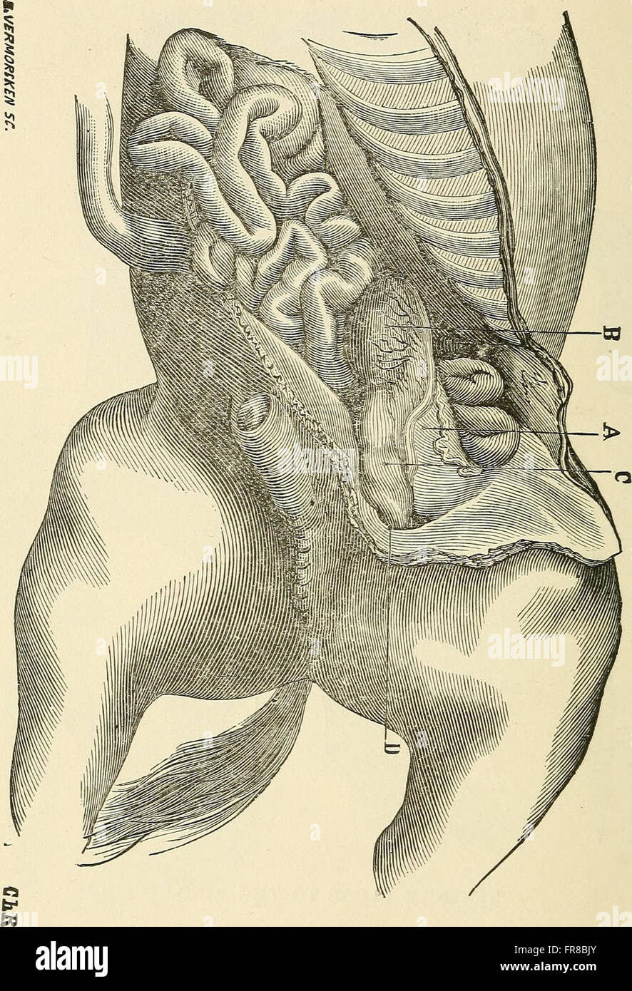 This 1902 work discusses the medical and practical aspects of animal ...