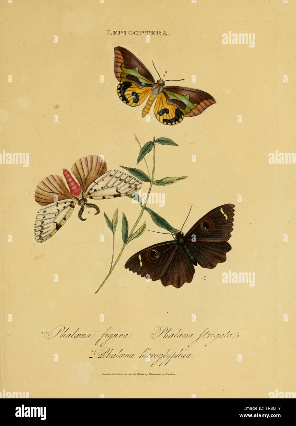 'An Epitome of the Natural History of the Insects of India' provides an ...