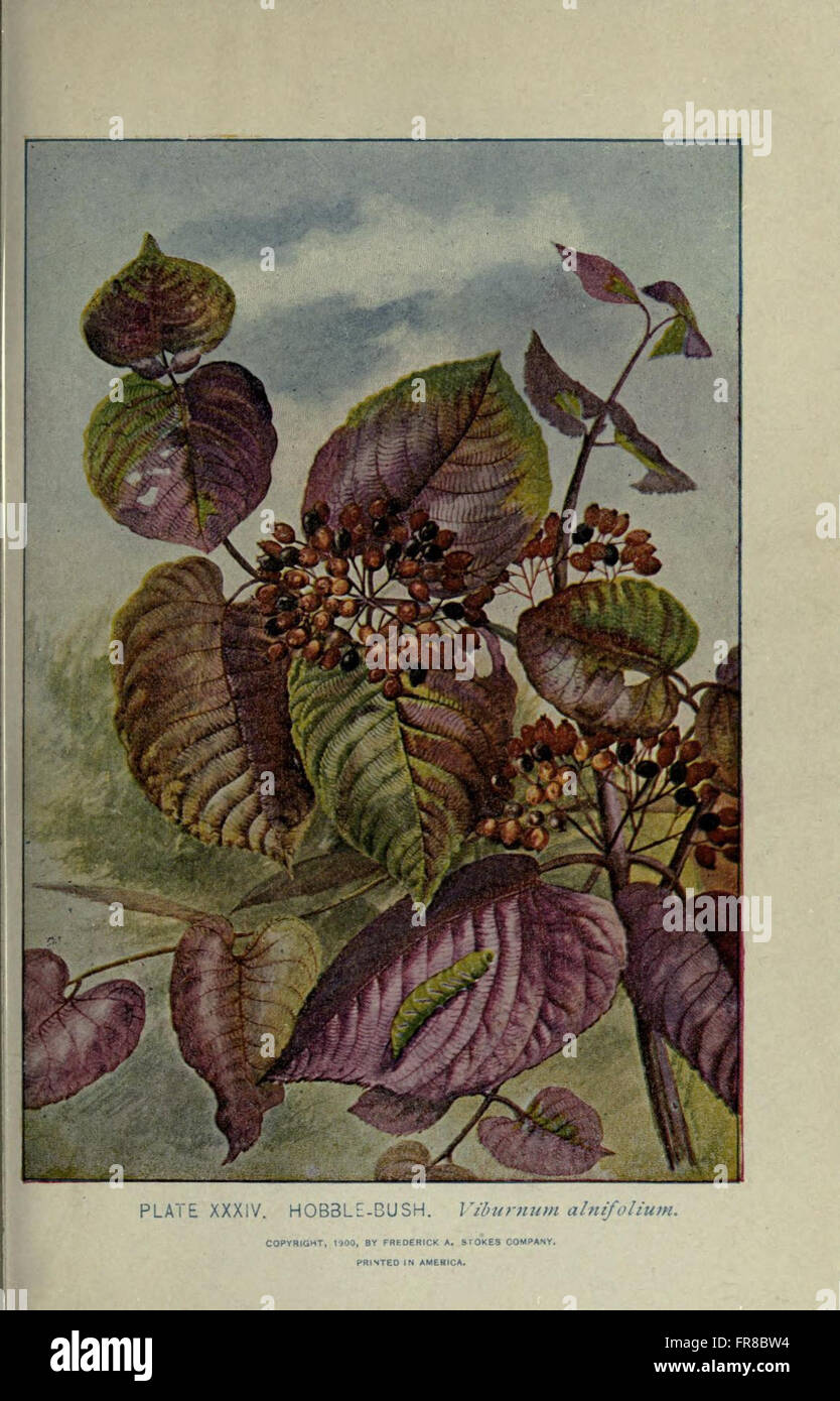 A Guide to the Trees (Plate LXVII) is a detailed resource for ...