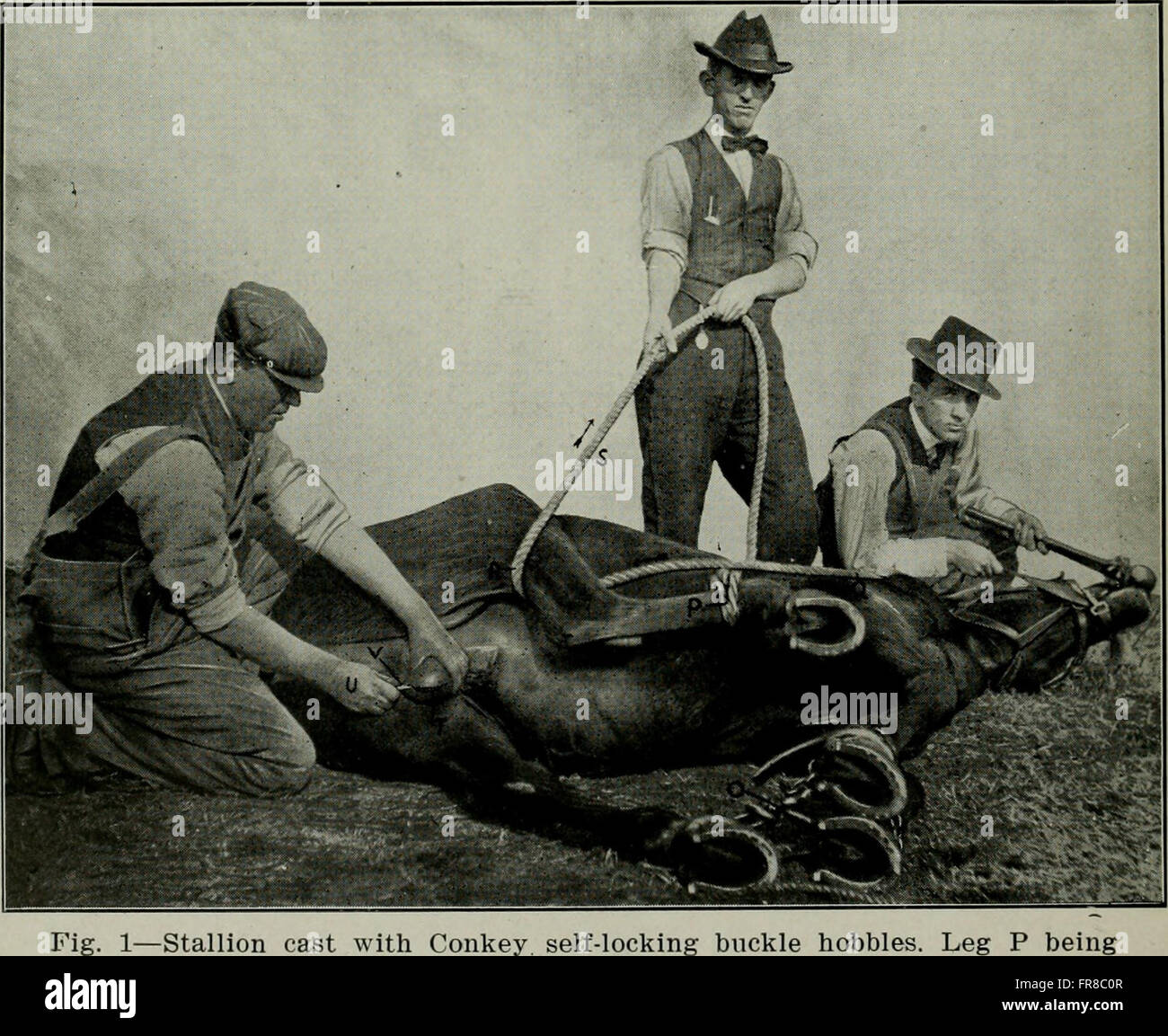'Animal Castration' (1920) is a practical guide for veterinarians and ...