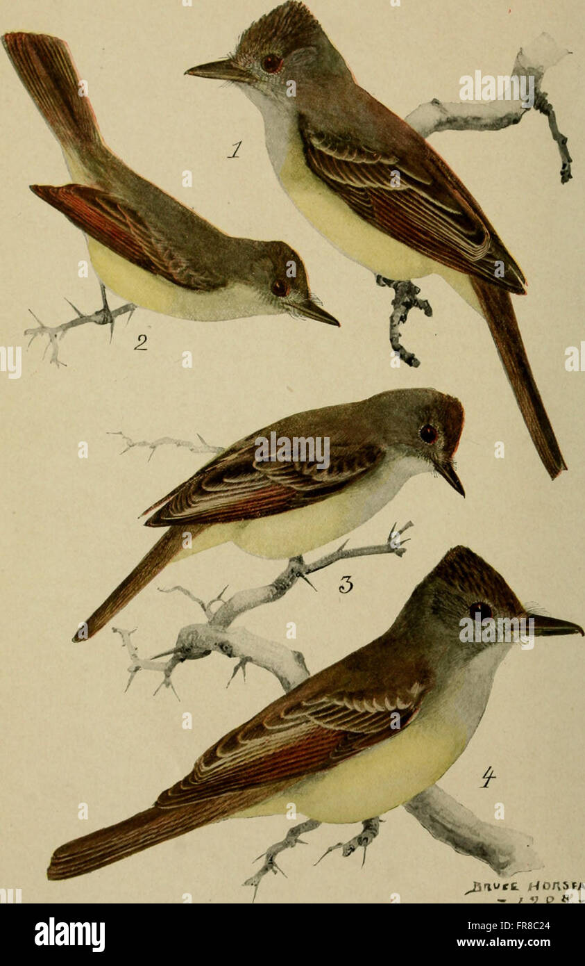 Bird lore (1909 Stock Photo - Alamy