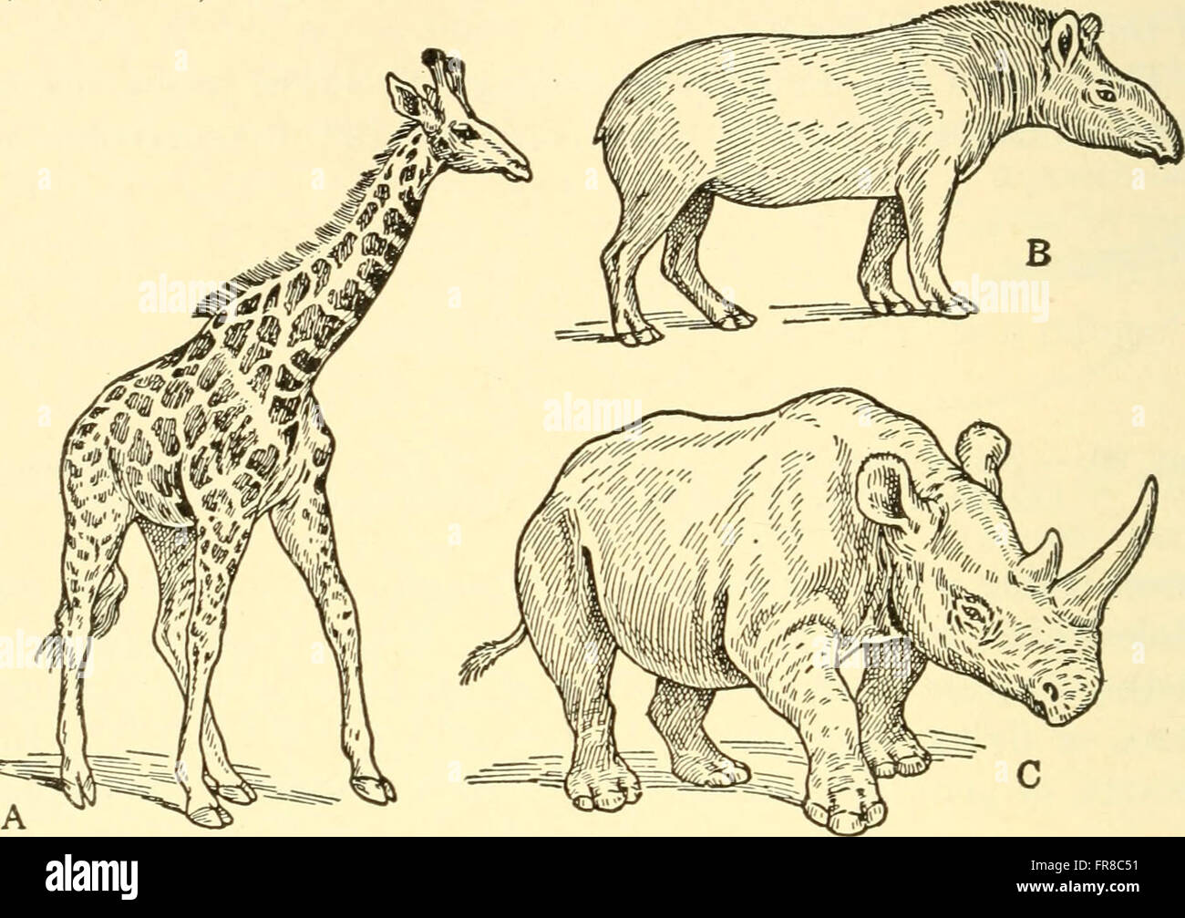 Animal biology 1938 hi-res stock photography and images - Alamy