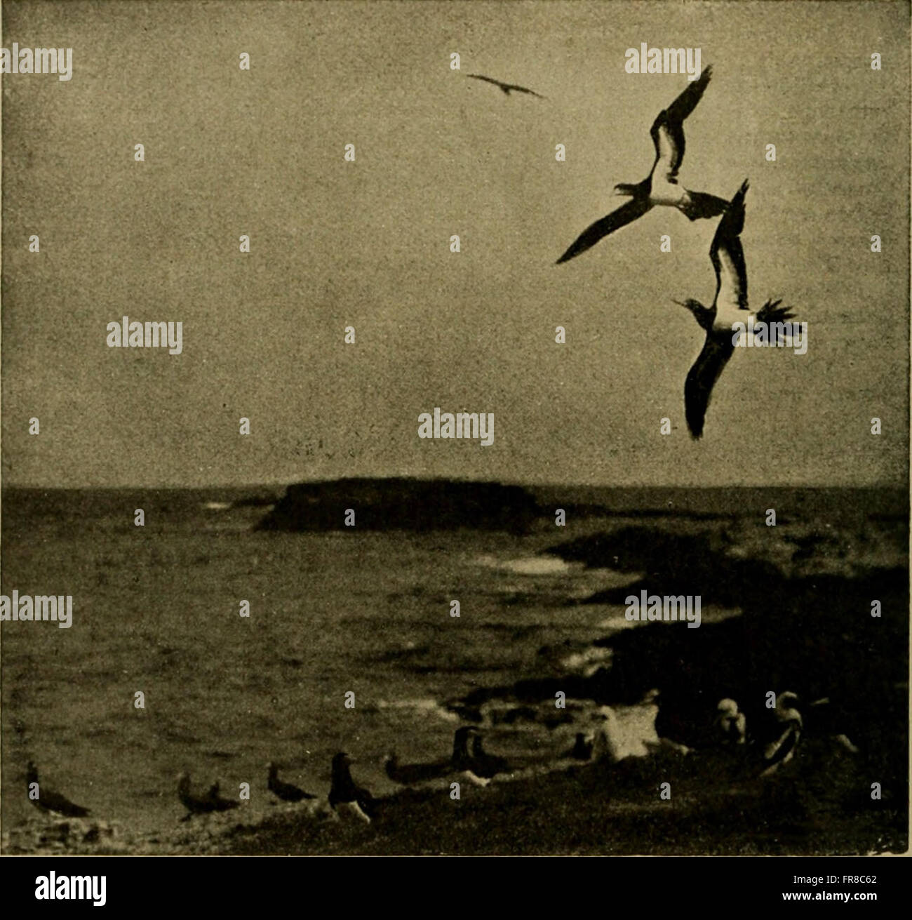'Bird Lore' (1909) is a periodical dedicated to the study and ...