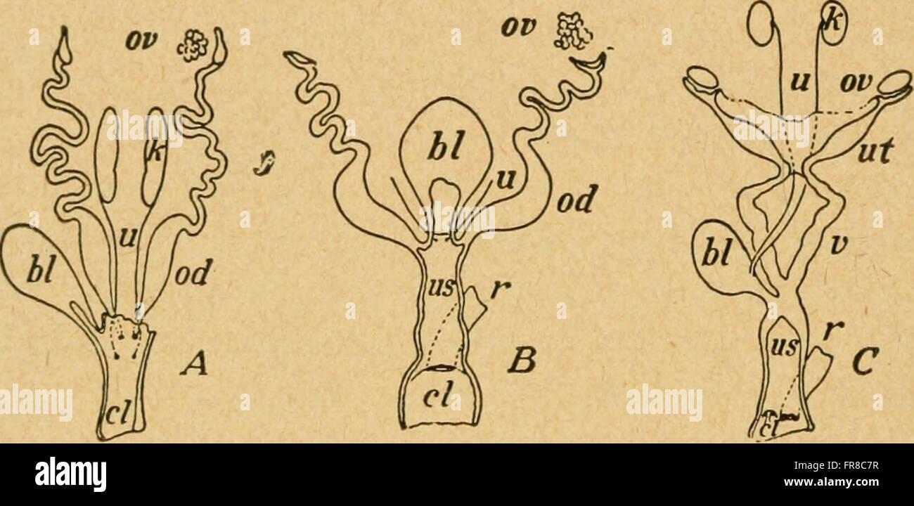 Bensley's Practical anatomy of the rabbit - an elementary laboratory ...