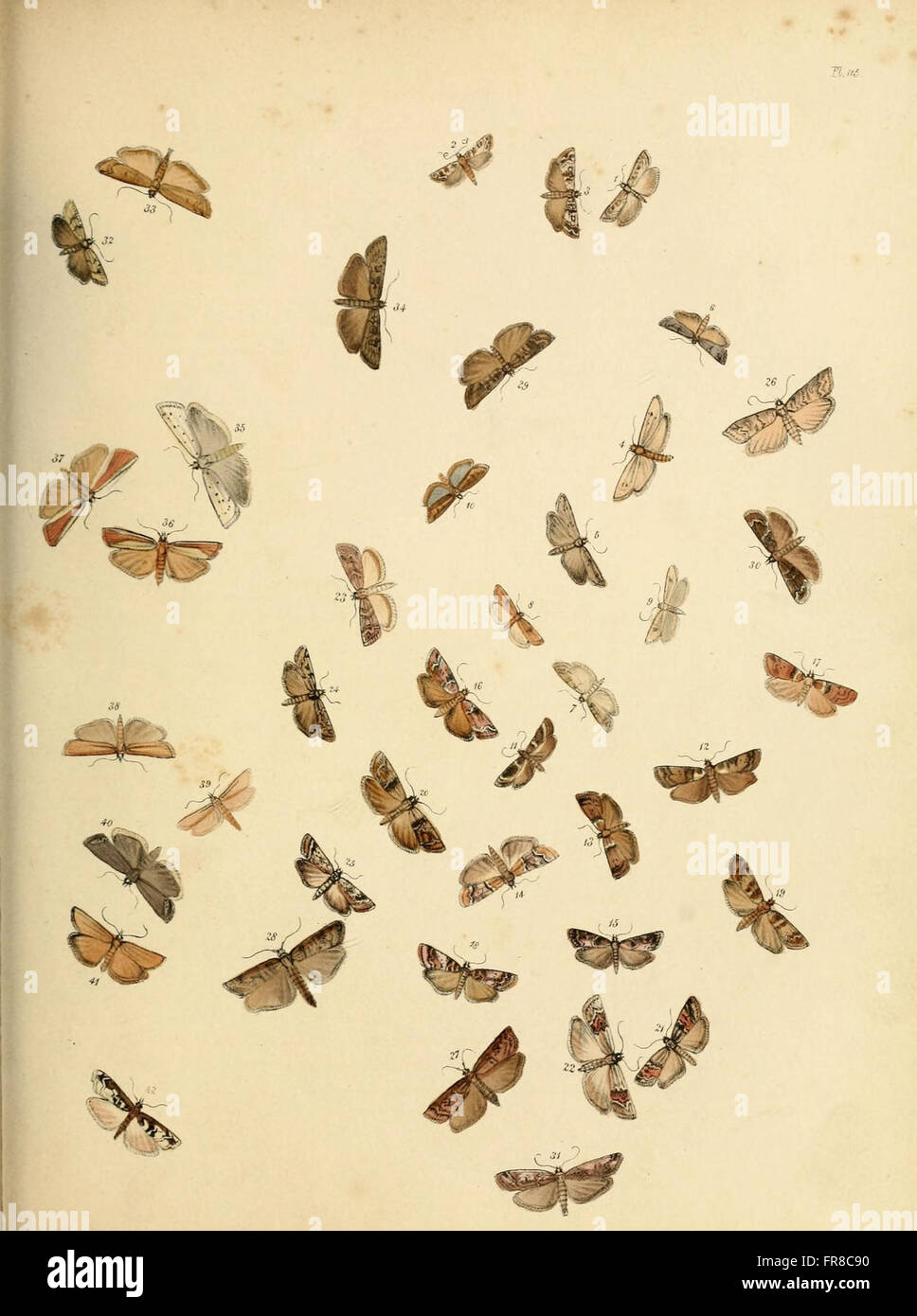 This work presents a detailed study of British moths and their life ...