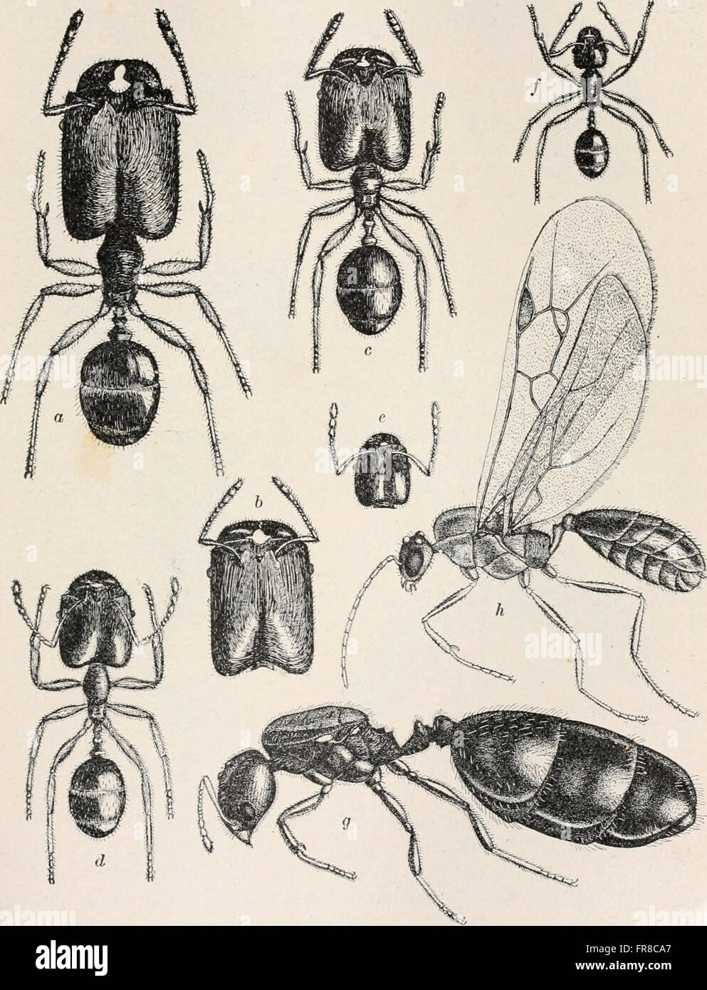 Ants; their structure, development and behavior (1910 Stock Photo - Alamy
