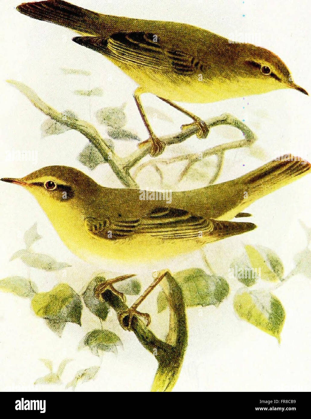 Published in 1907, 'Birds of Britain' provides an overview of native ...