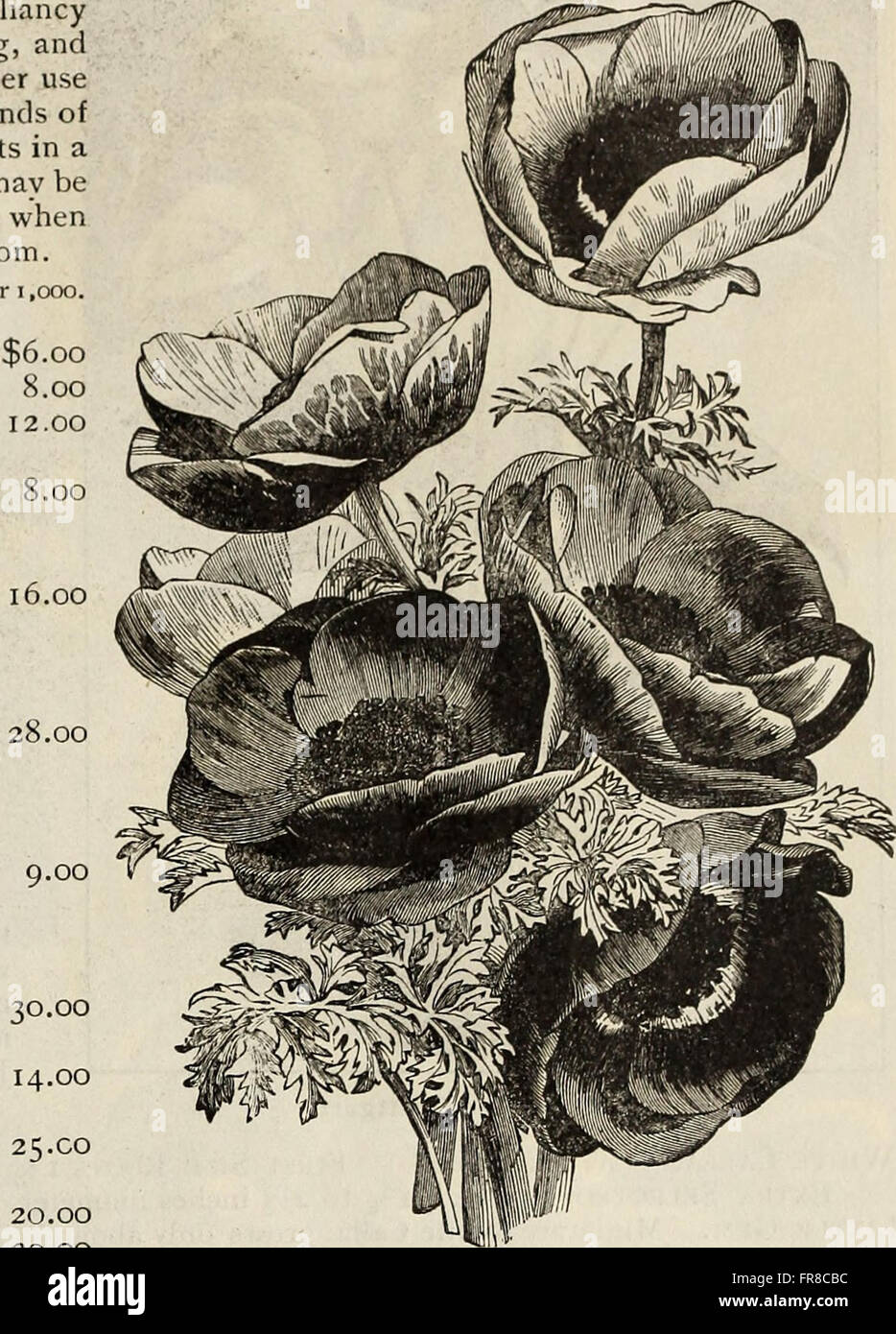 A catalog from 1904 listing a variety of bulbs available for purchase ...