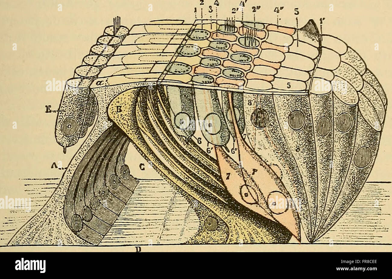 This 1916 physiology textbook provides a detailed understanding of ...