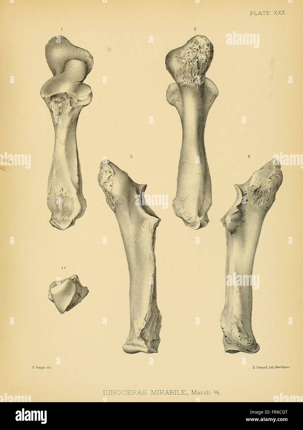 An illustration from a paleontological study depicting Dinocerata, an ...