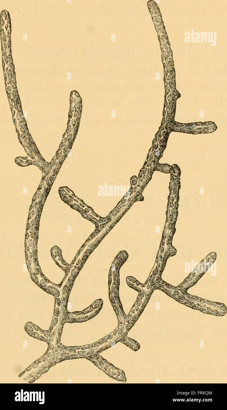 Lithophytes hi-res stock photography and images - Alamy