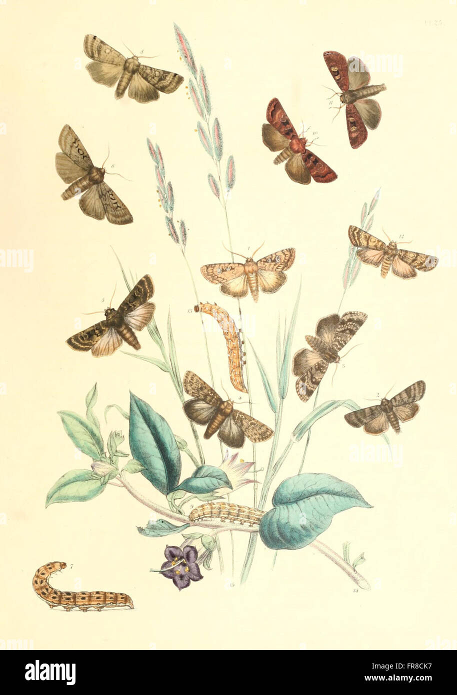 'British Moths and Their Transformations' (Plate 25) features detailed ...