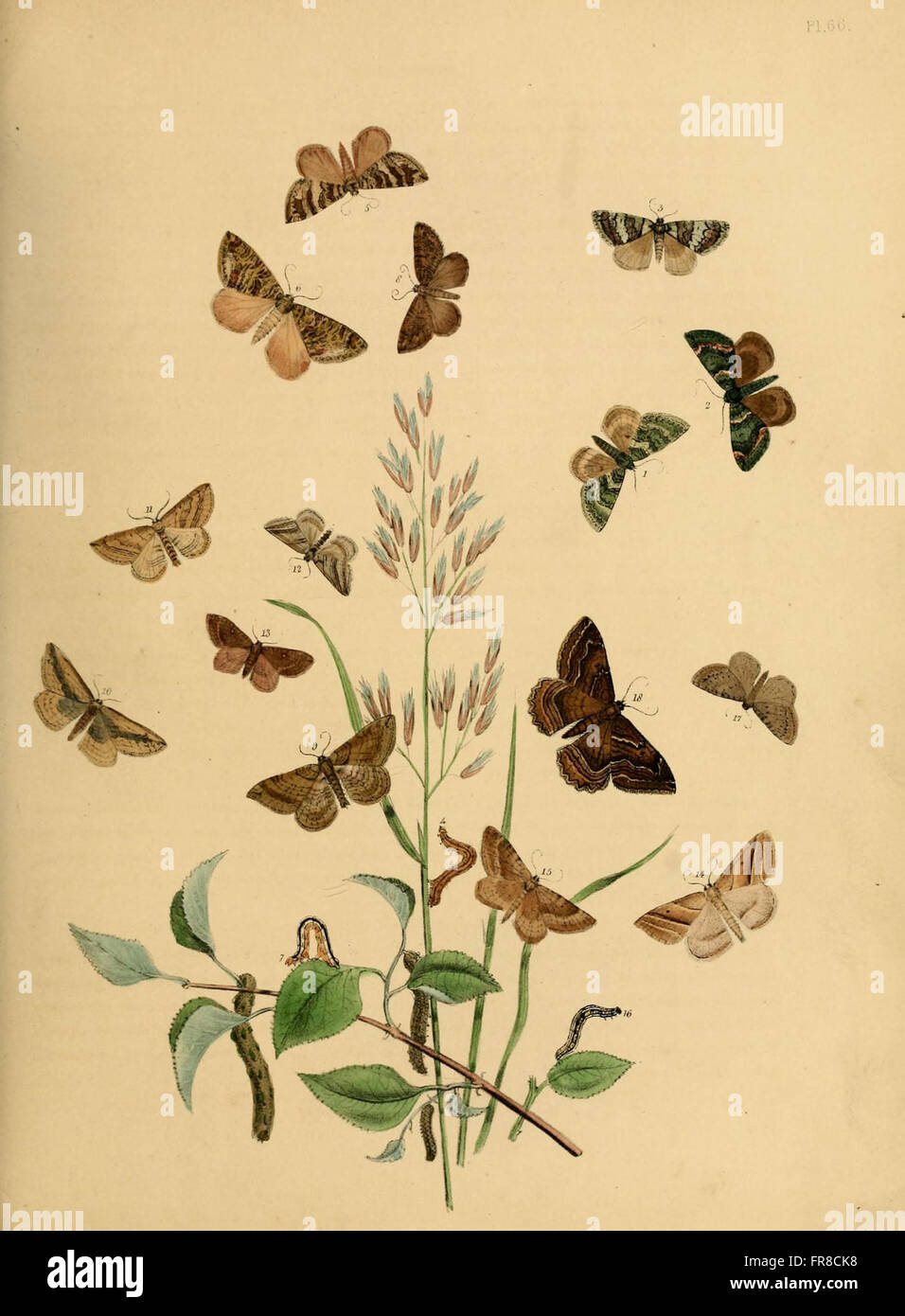 This work focuses on the species of British moths, detailing their life ...