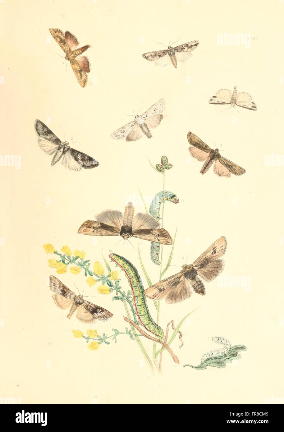 This work presents the life cycle and transformations of British moths ...